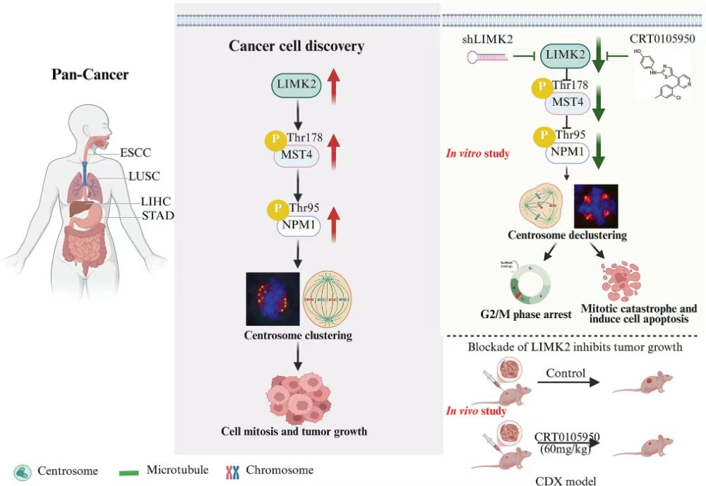 NSFC重大研究计划 —— 生物大分子动态修饰与化学干预