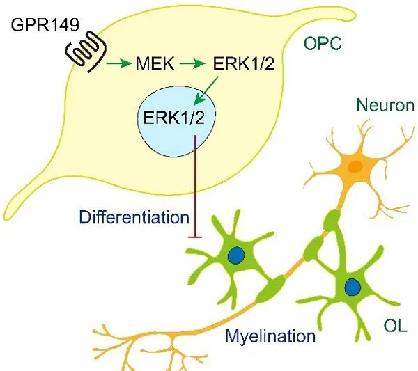 NSFC重大研究计划 —— 生物大分子动态修饰与化学干预