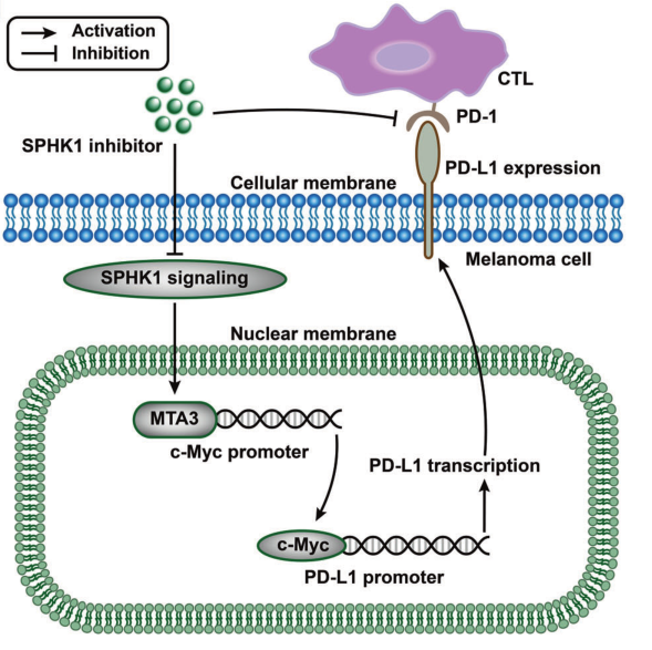 NSFC重大研究计划 —— 生物大分子动态修饰与化学干预