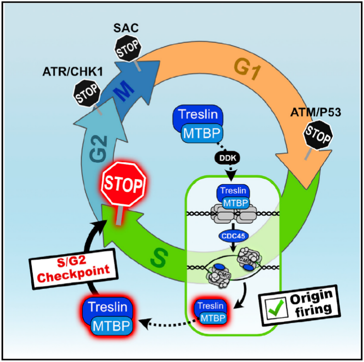 NSFC重大研究计划 —— 生物大分子动态修饰与化学干预