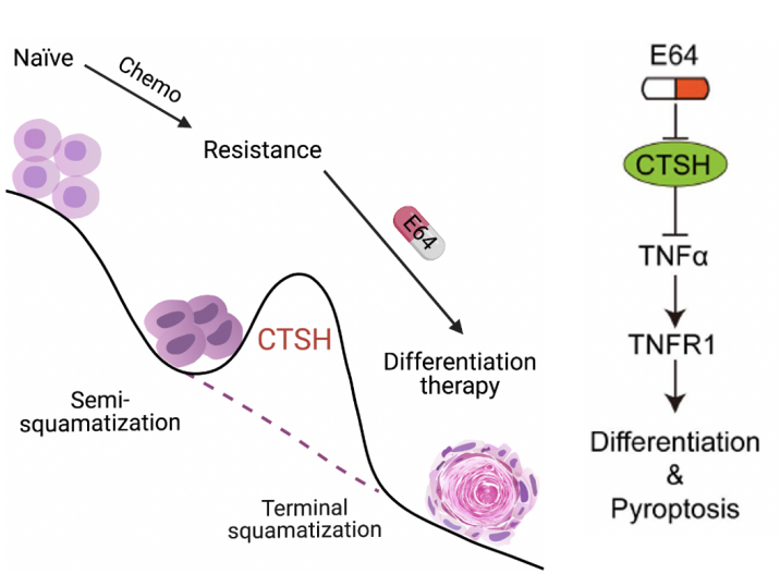 NSFC重大研究计划 —— 生物大分子动态修饰与化学干预
